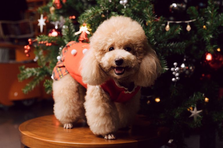 Welcome To Mochi’s Life In This Seasonal Dog’s Guide To Saigon | The ...