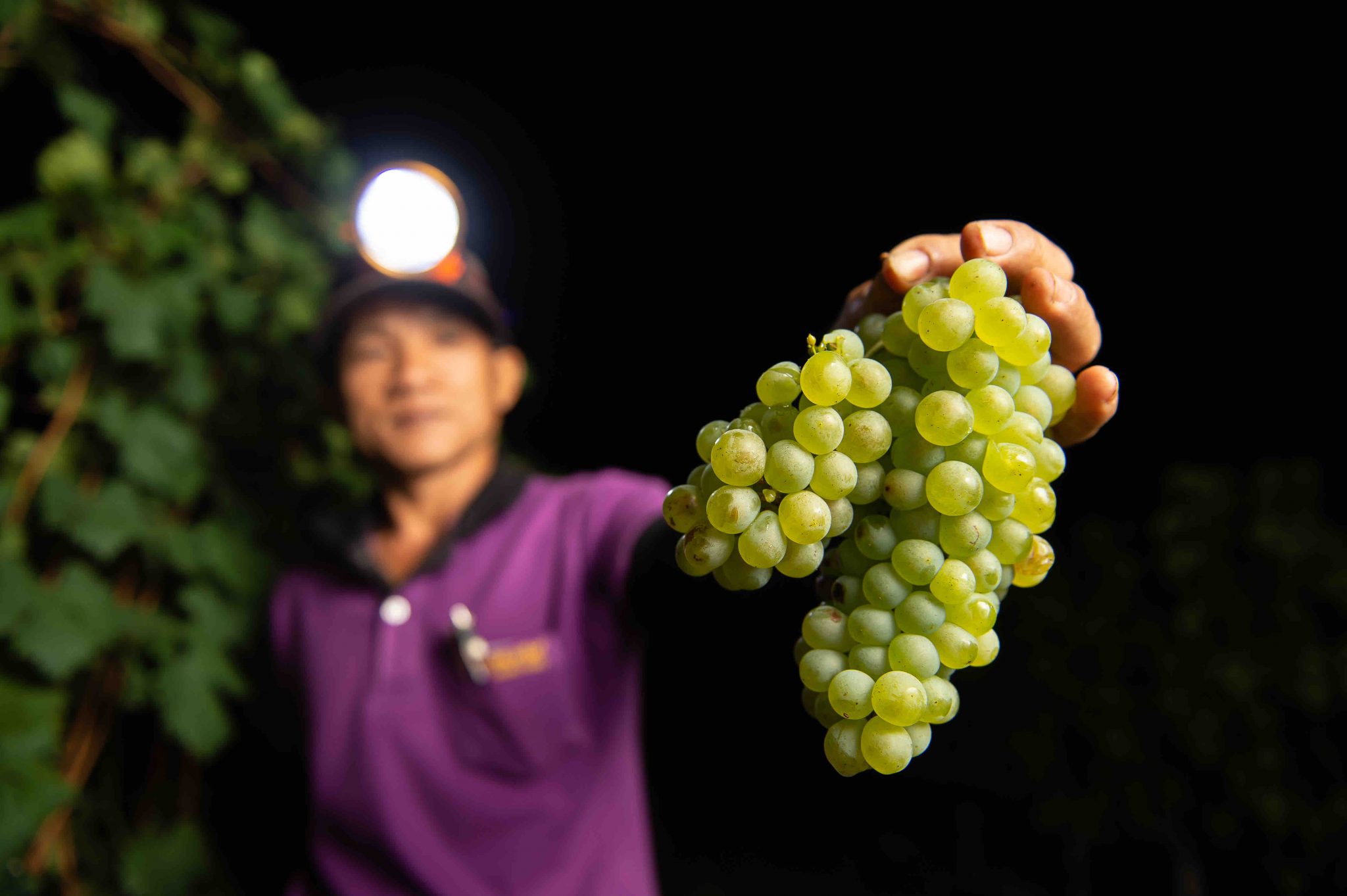 From Fine Dining To Farm: The Story Of Thailand’s GranMonte Vineyard ...